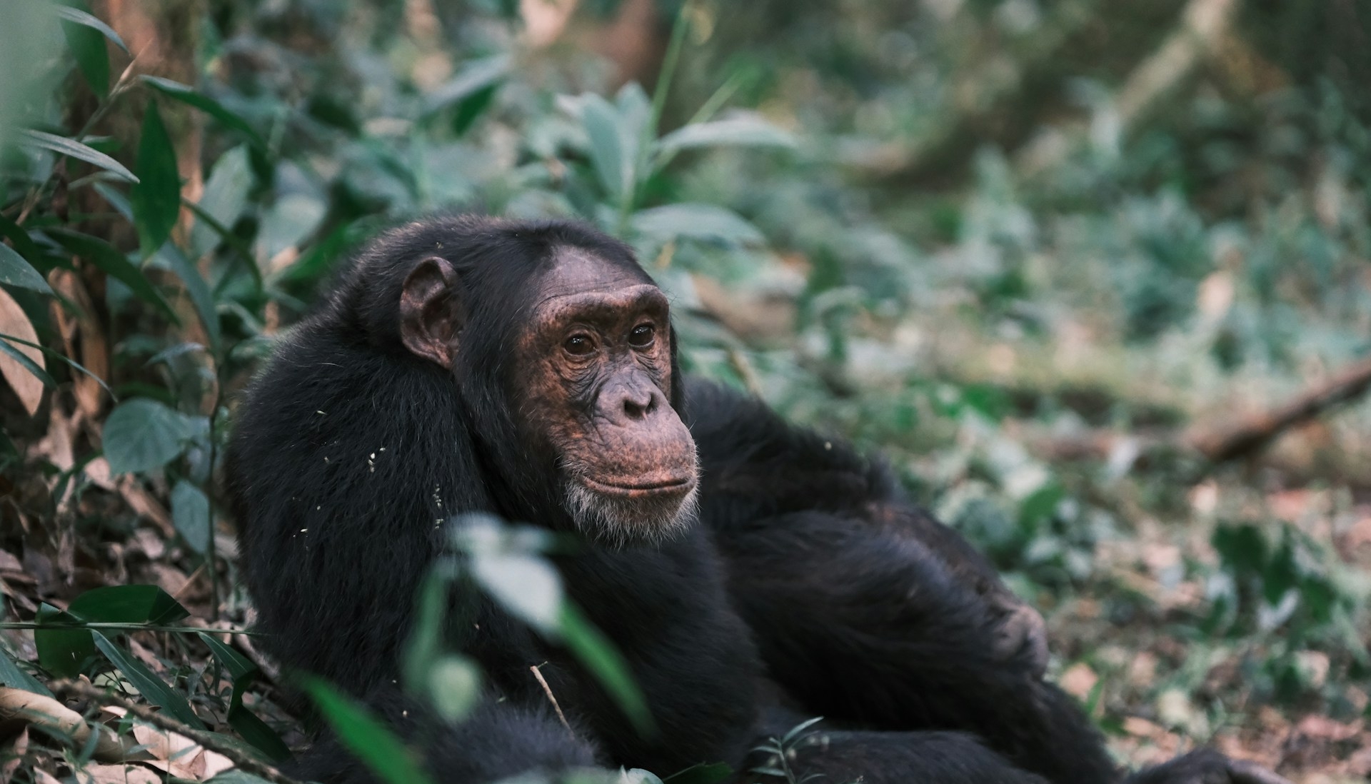 4-Day Uganda Safari | Wildlife & Chimps Tour