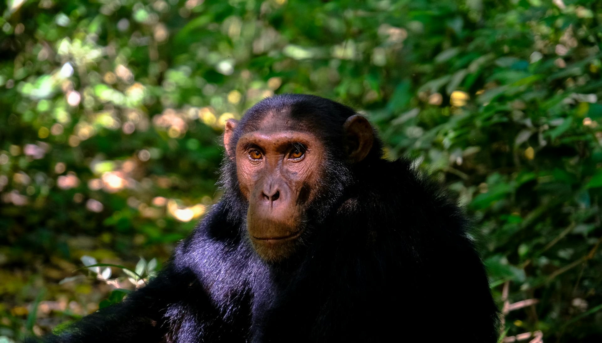 Chimp Trekking in Budongo Forest | Murchison Falls Tours