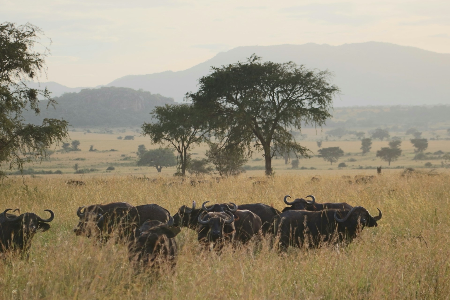 Murchison Falls Buffaloes | Best Viewing Spots & Safaris