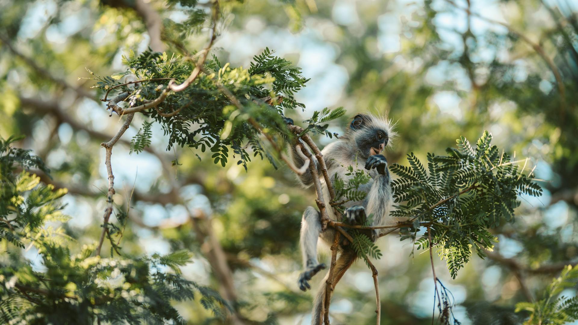 Colobus Monkeys Murchison Falls | Best Viewing Areas