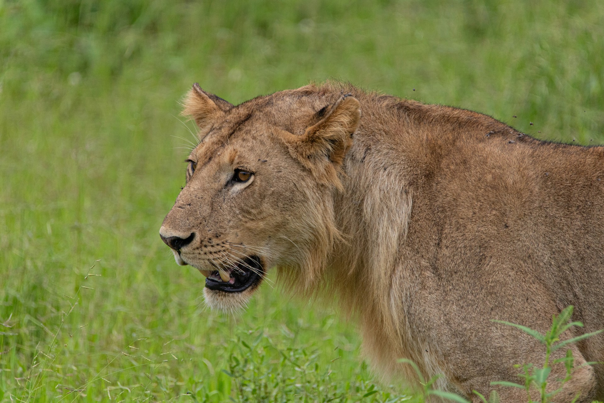 See Lions in Murchison Falls | Safari Guide & Trails