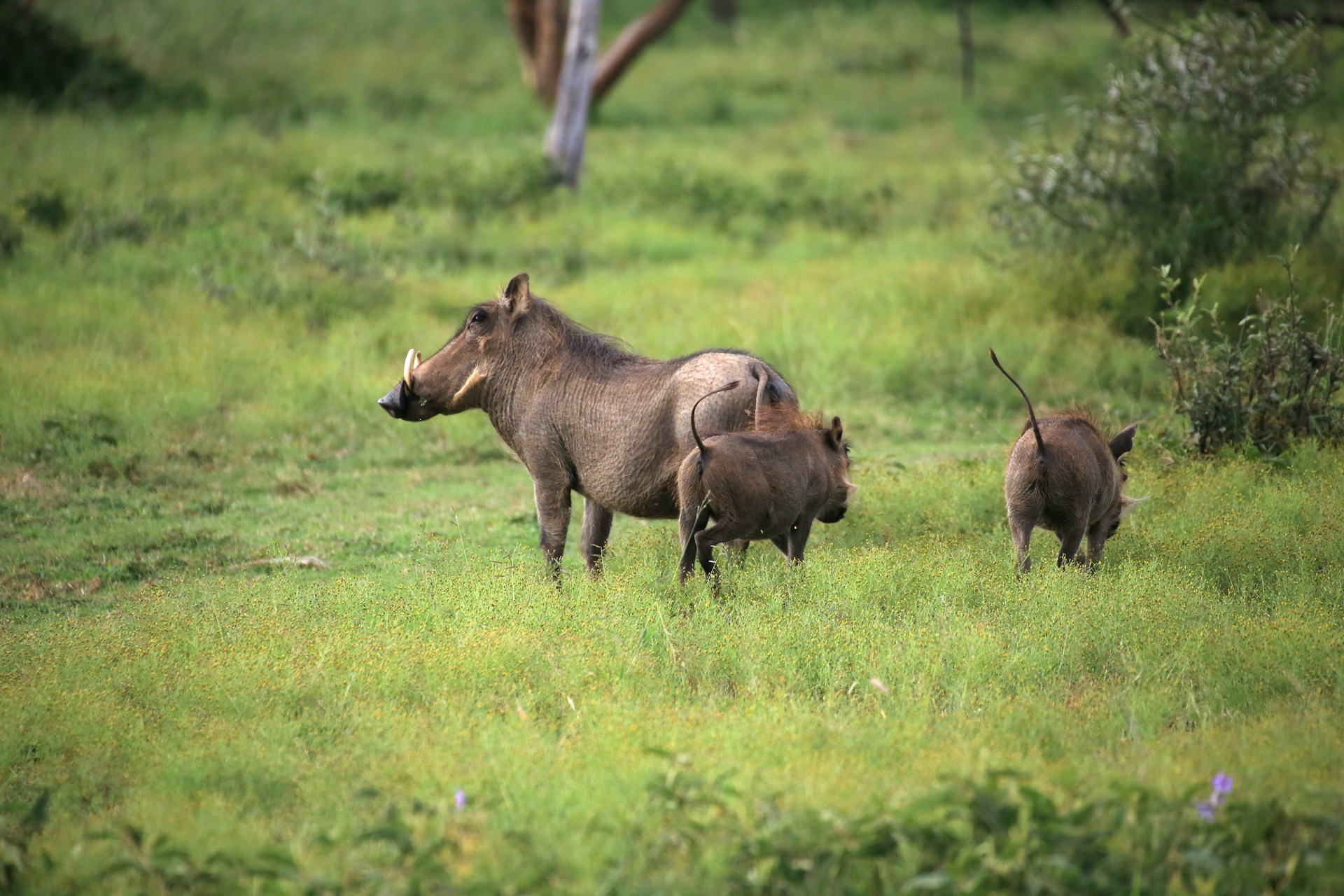 Warthogs in Murchison Falls | Behavior & Safari Guide